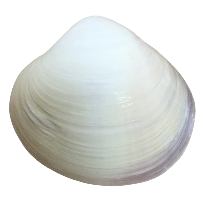 Asiatic Hard Clam | The Shell Connection