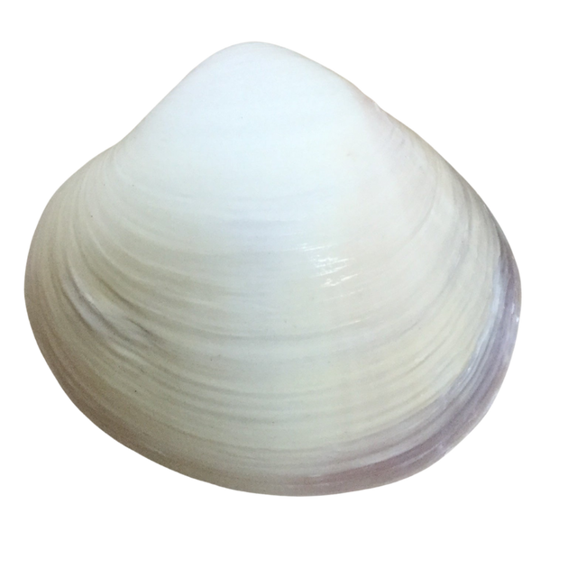 Asiatic Hard Clam | The Shell Connection