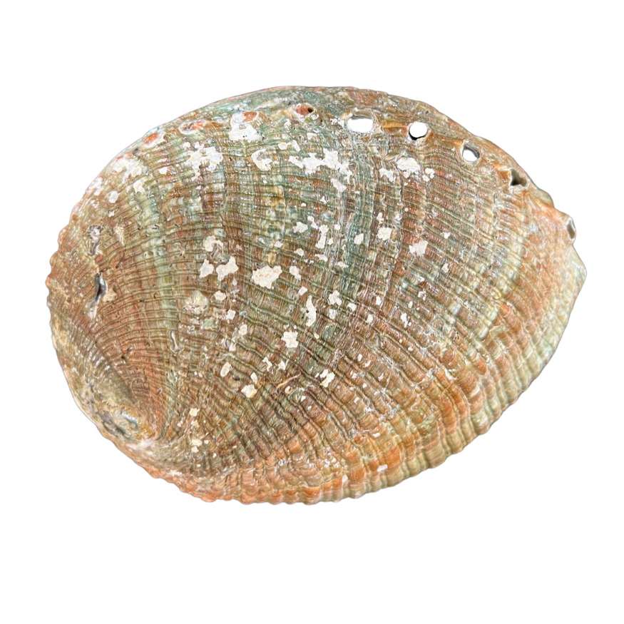 Blue | Abalone | The Shell Connection