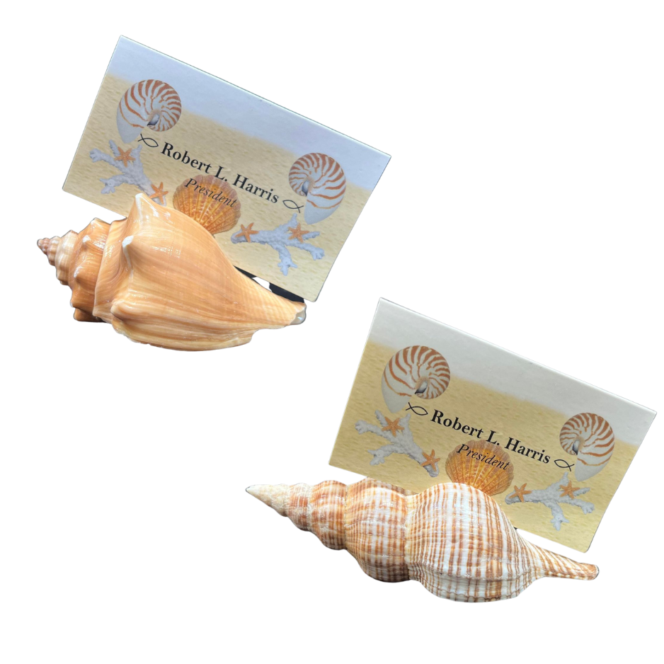 Cardholders | Assorted Seashells | The Shell Connection