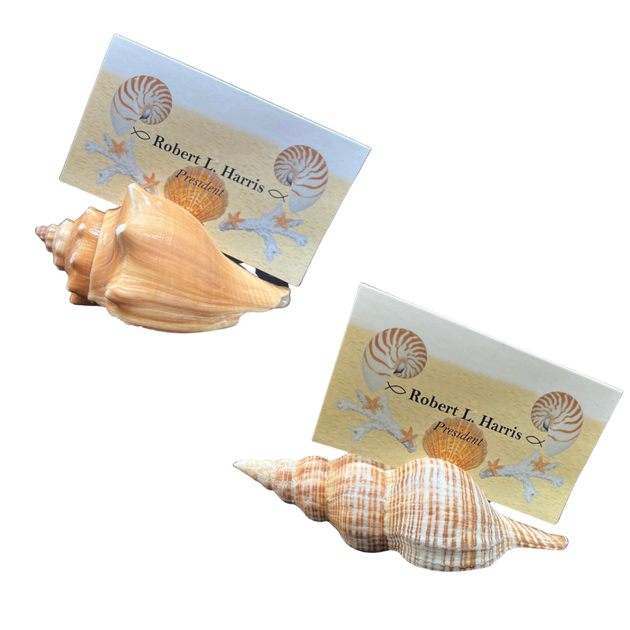 Cardholders | Assorted Seashells | The Shell Connection