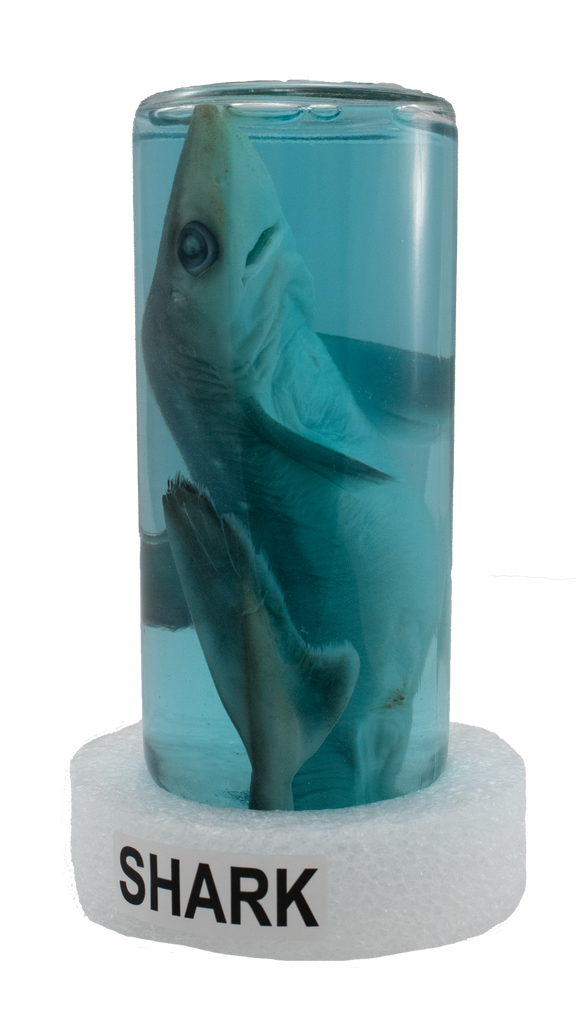 Shark in a Jar | The Shell Connection