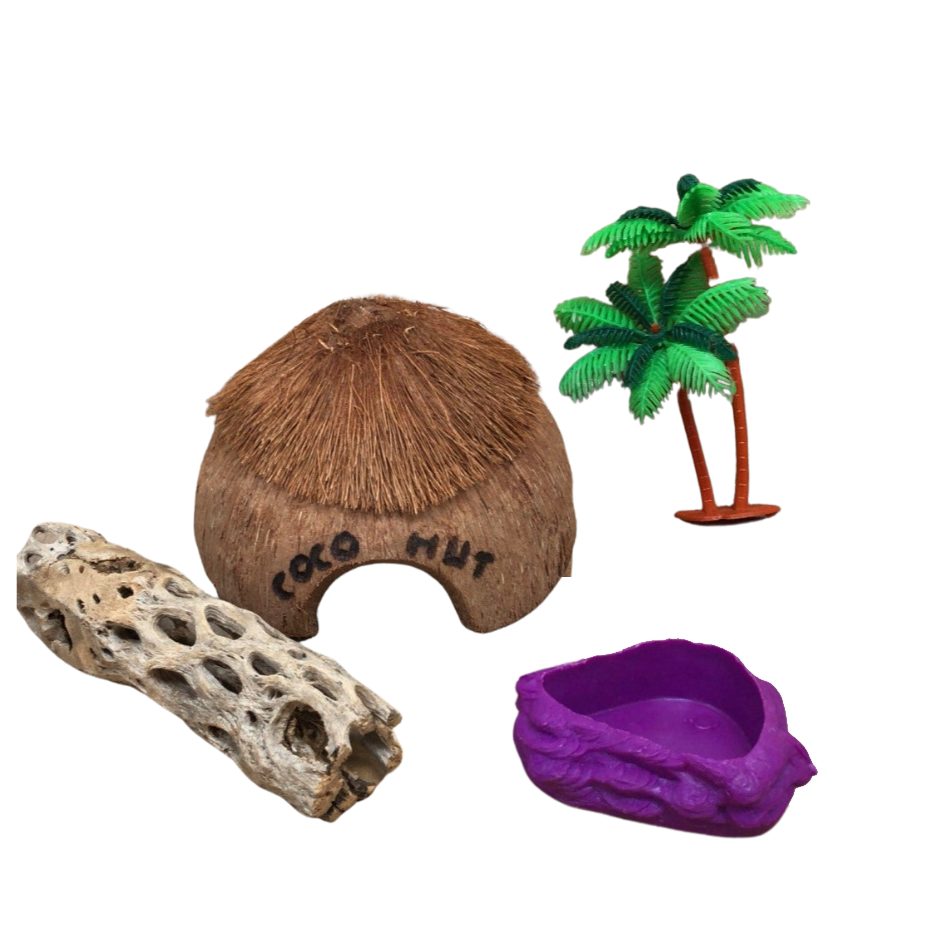 Coco Hut | Hermit Crab Kit | The Shell Connection