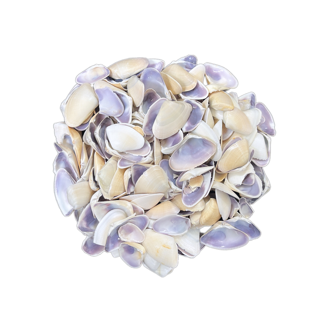 Coquina | The Shell Connection