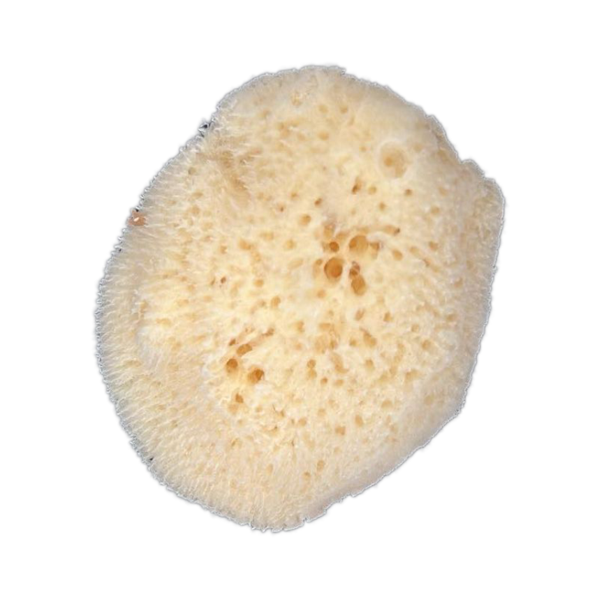 Cosmetic Yellow Sponge | Hermie Drinking Sponge | The Shell Connection