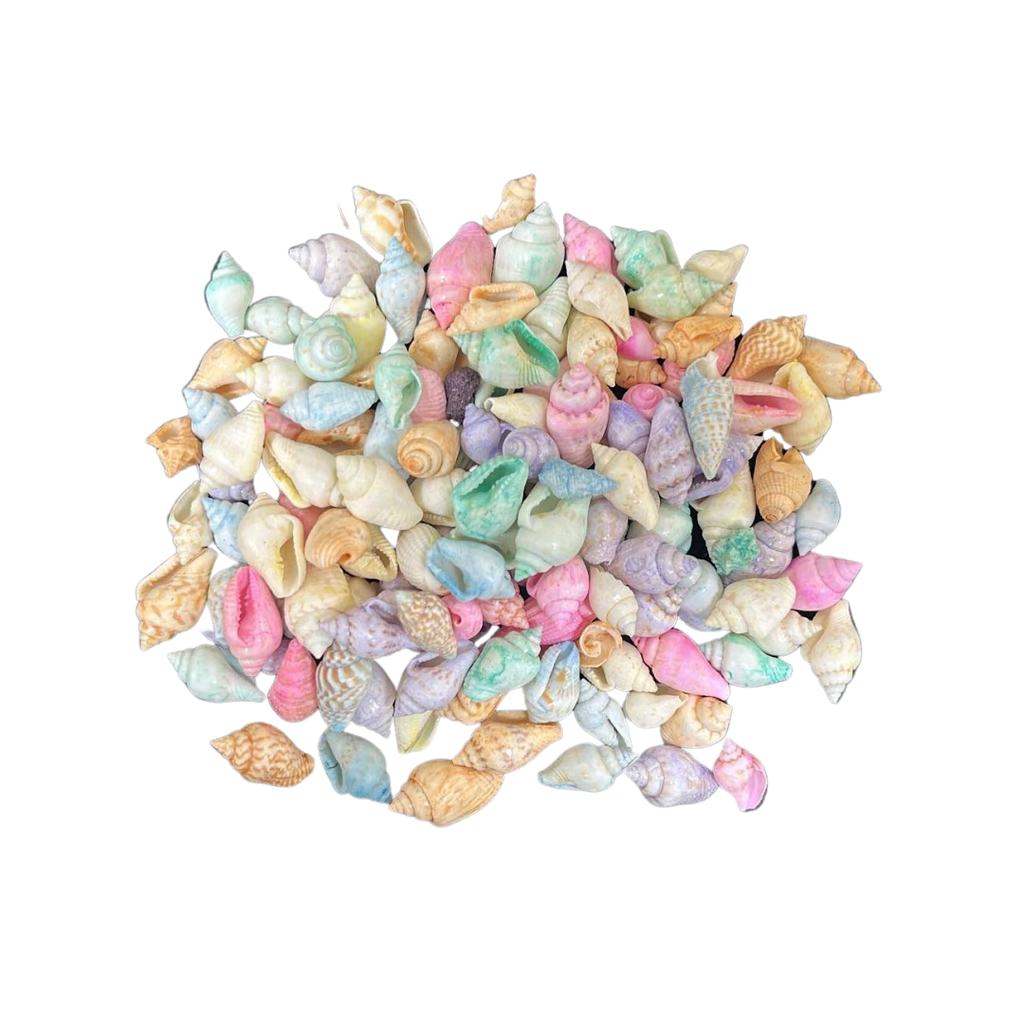 Dyed | Pastel | Nassa | The Shell Connection