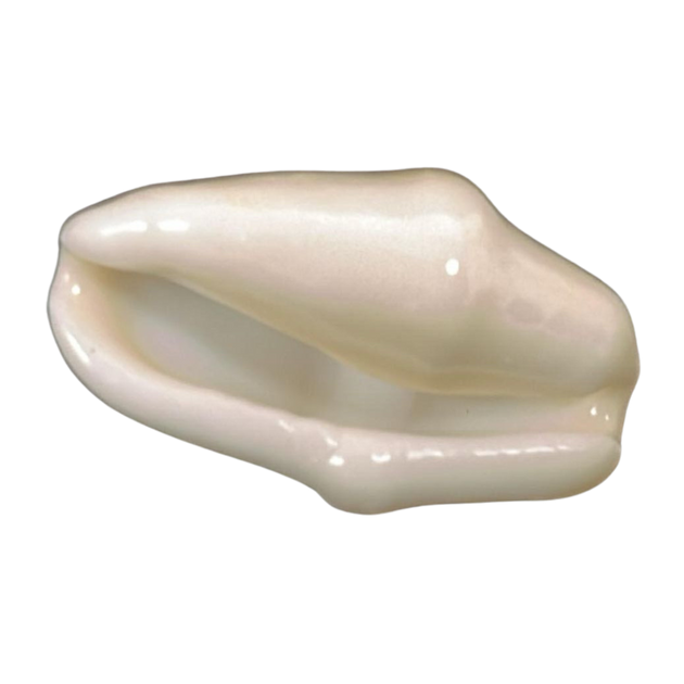 Flamingo Tongue Snail | The Shell Connection