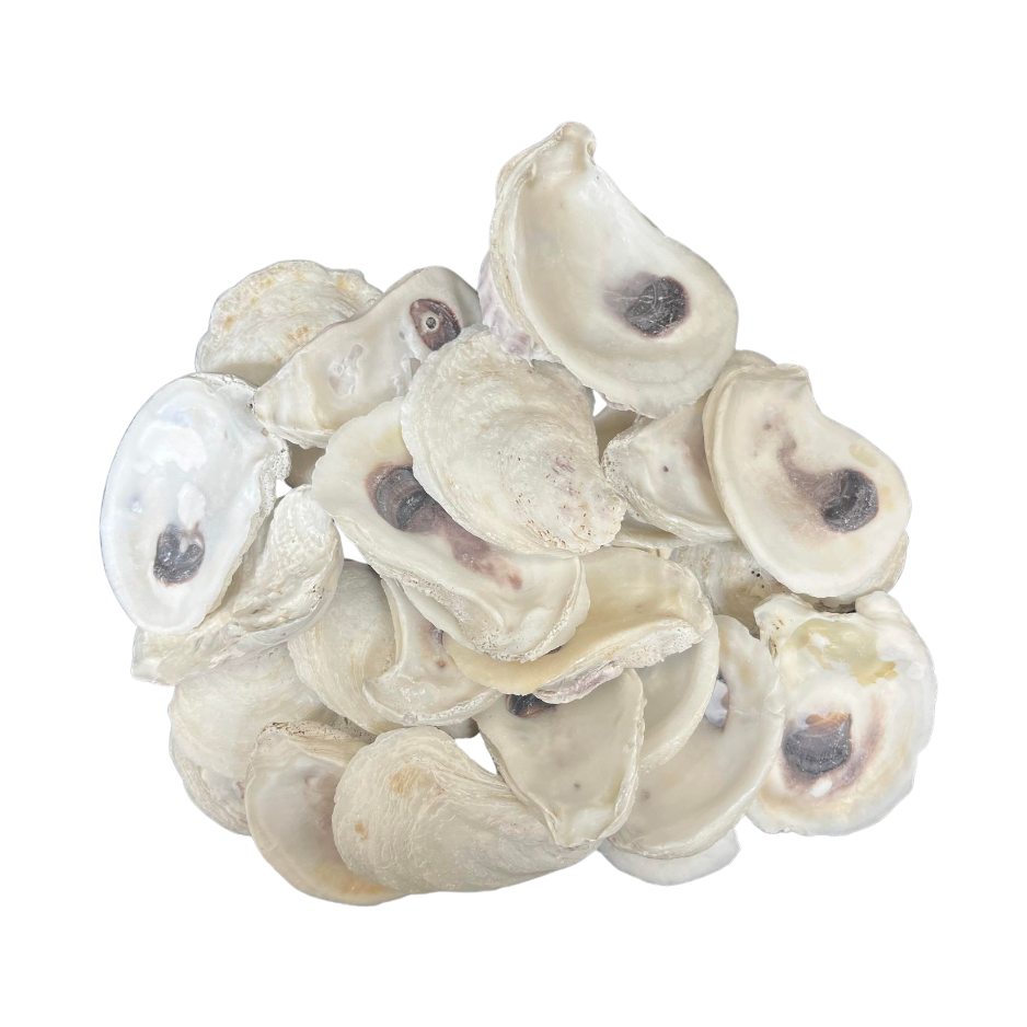 Oyster Shells | Flat | The Shell Connection