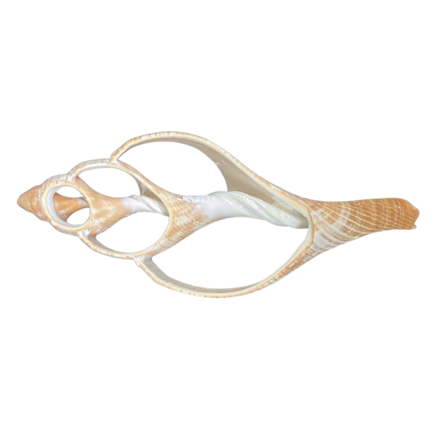 Sliced | Fox | Conch | The Shell Connection