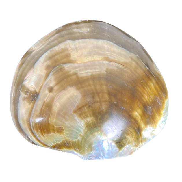 Polished | Mother of Pearl | The Shell Connection