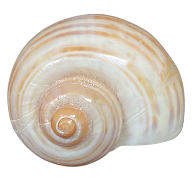 Polished | Giant Apple Snail | The Shell Connection