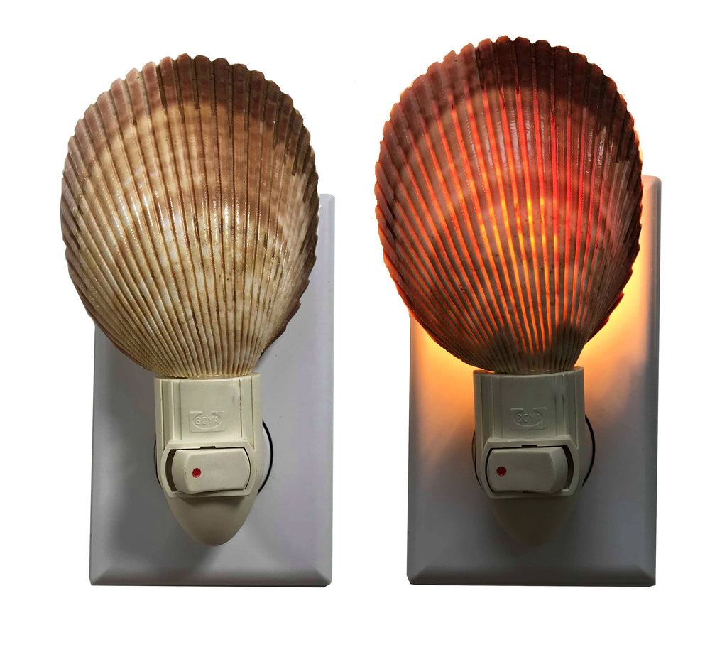 Giant Cockle | Seashell Night Light | The Shell Connection