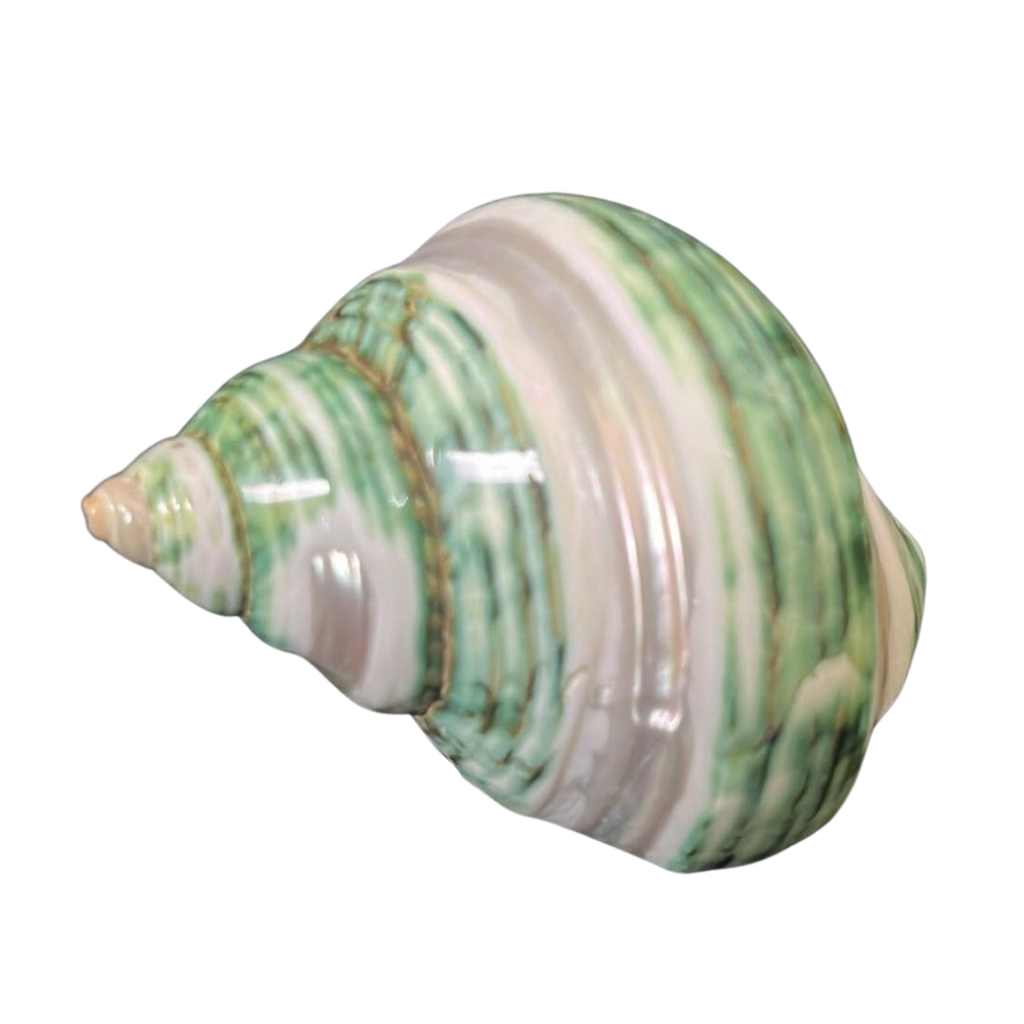 Spiral Polished Line | Green | Turbo | The Shell Connection