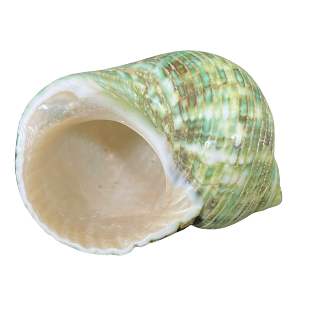 Green | Turbo | The Shell Connection