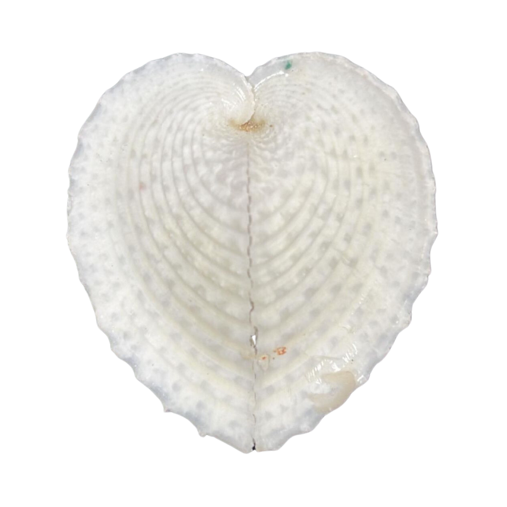 Heart Cockle | The Shell Connection