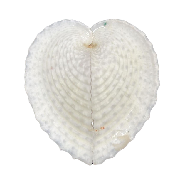 Heart Cockle | The Shell Connection