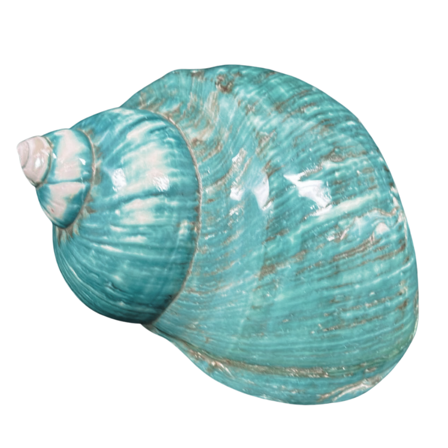 Jade | Polished | Big | Turbo | The Shell Connection