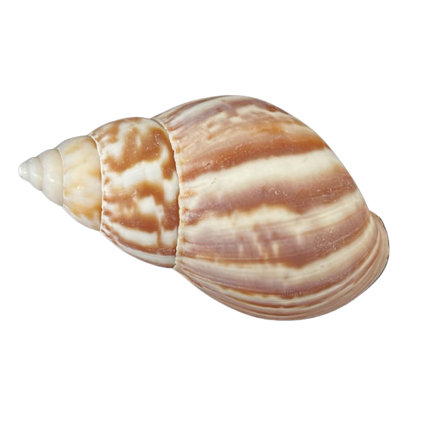 Fairy Land Snail | The Shell Connection