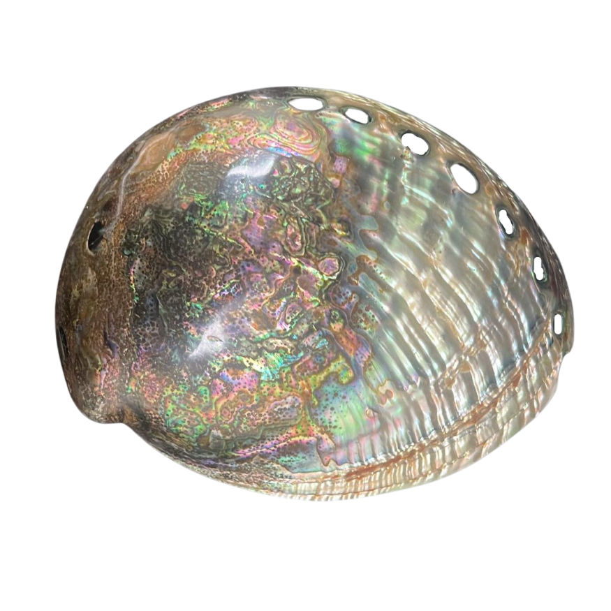 Blue | Polished | Abalone | The Shell Connection