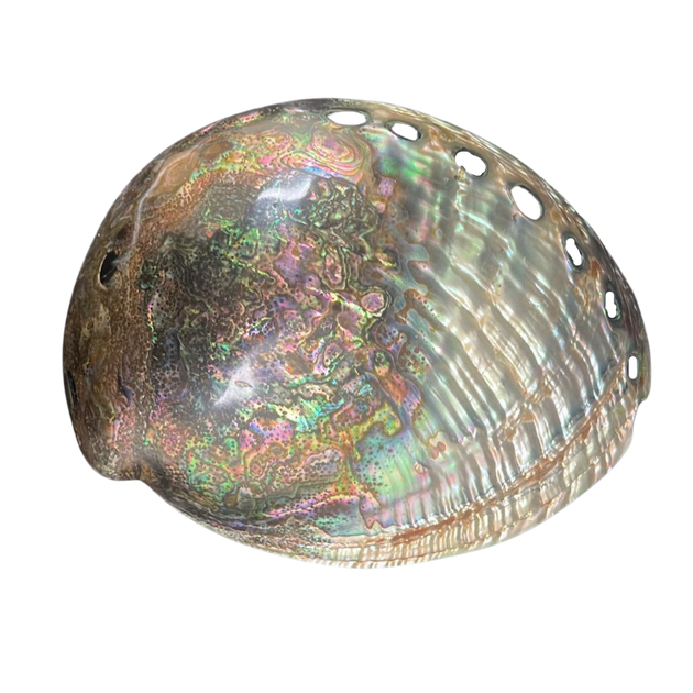 Blue | Polished | Abalone | The Shell Connection