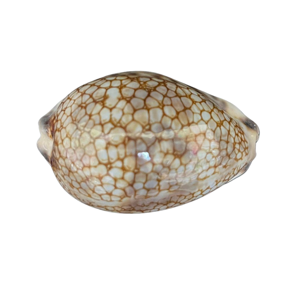 Map | Cowrie | The Shell Connection