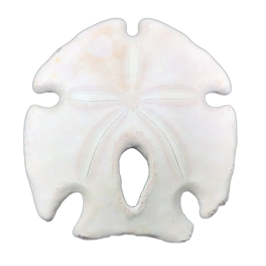 Mexican Arrowhead | Sand Dollar | The Shell Connection