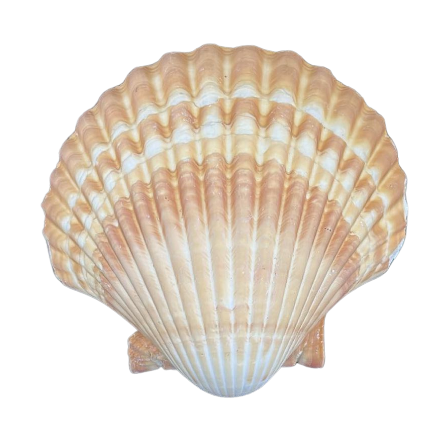 Mexican Deep | Yellow Cup | The Shell Connection