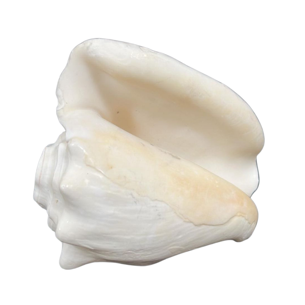 Horn | Milk | Conch | The Shell Connection