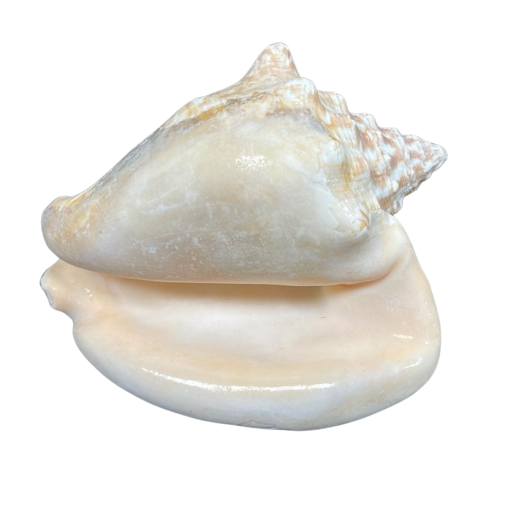 Milk | Conch | The Shell Connection