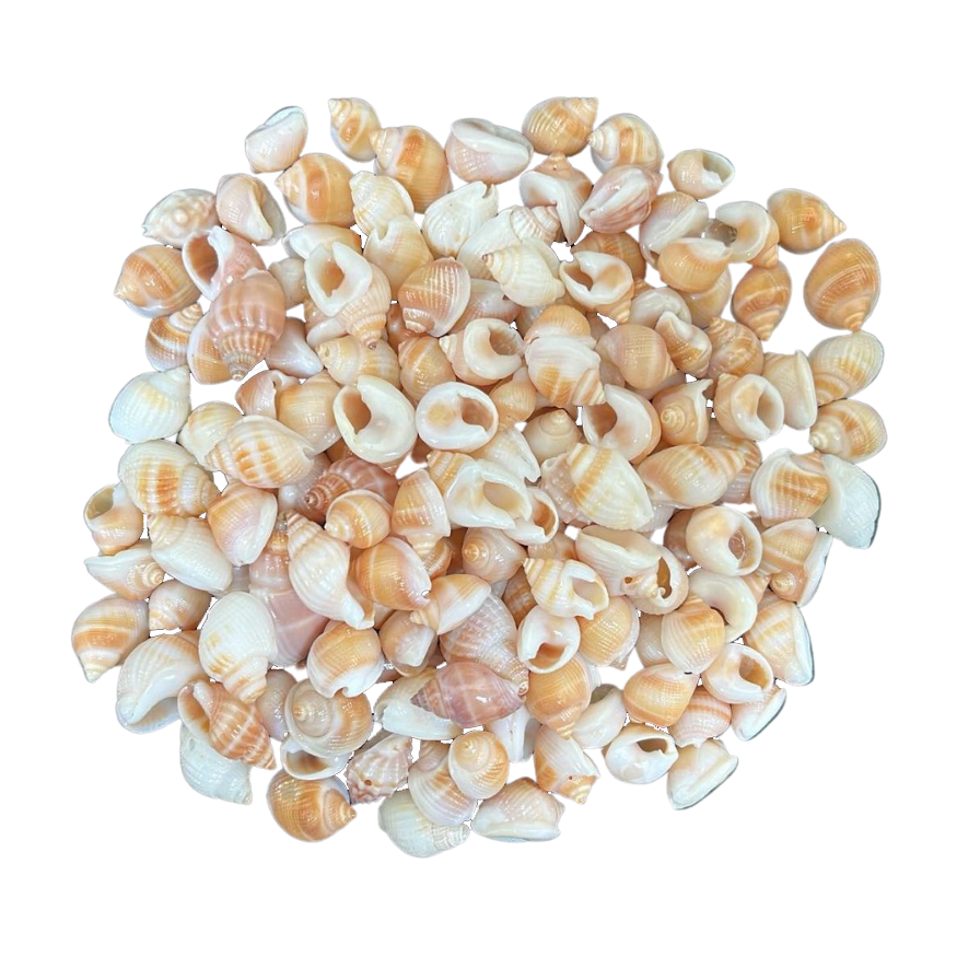 Orange | Nassa | The Shell Connection