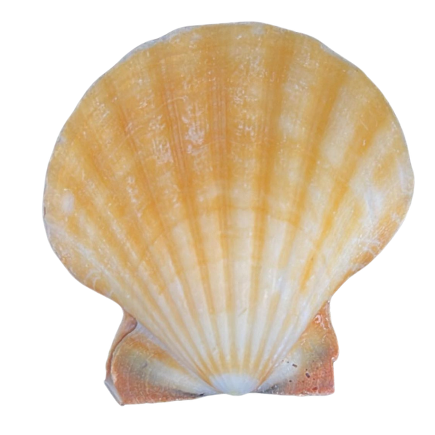 Orange | Whole | Pecten | The Shell Connection