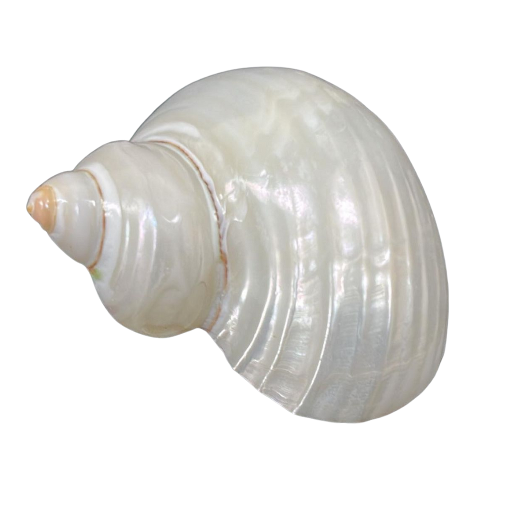 Polished | Pearlized | Turbo | The Shell Connection