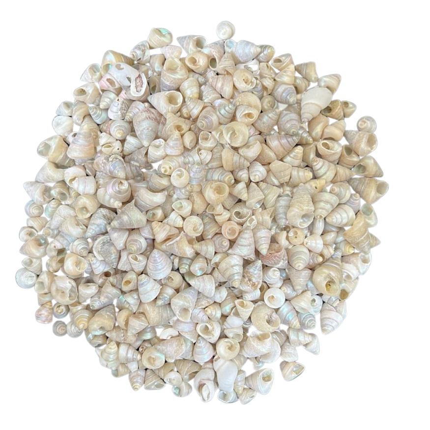 Tiny | Pearlized | Trochus | The Shell Connection