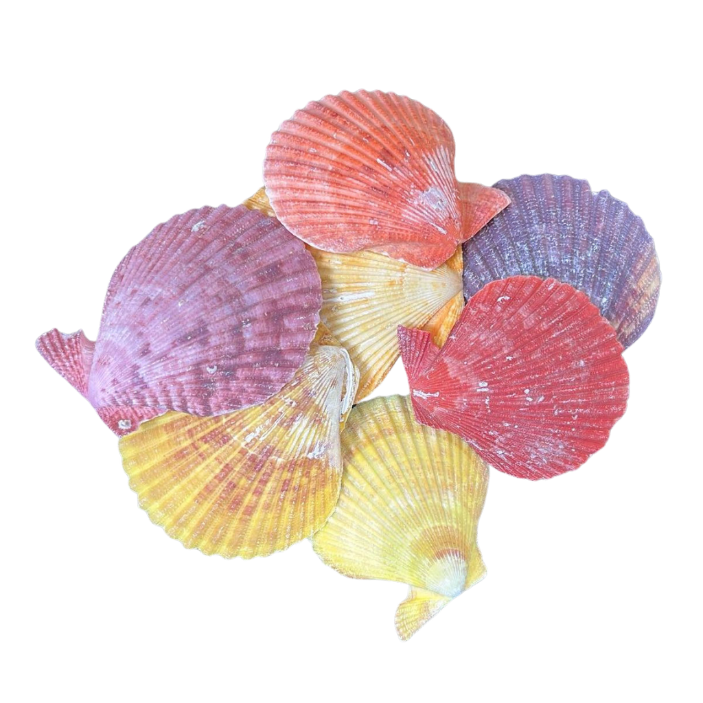 Nobilis | Pecten | The Shell Connection
