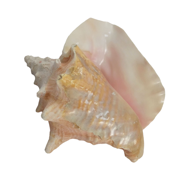 Pink | Queen | Bahama | Conch | The Shell Connection