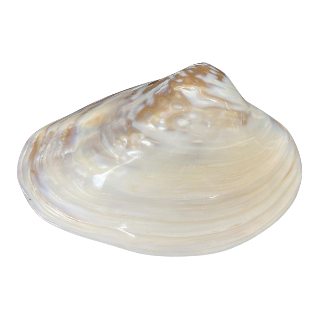 Polished | Fresh Water River Clam | The Shell Connection