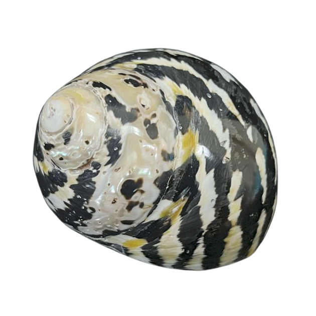 Magpie | Polished | Turbo | The Shell Connection