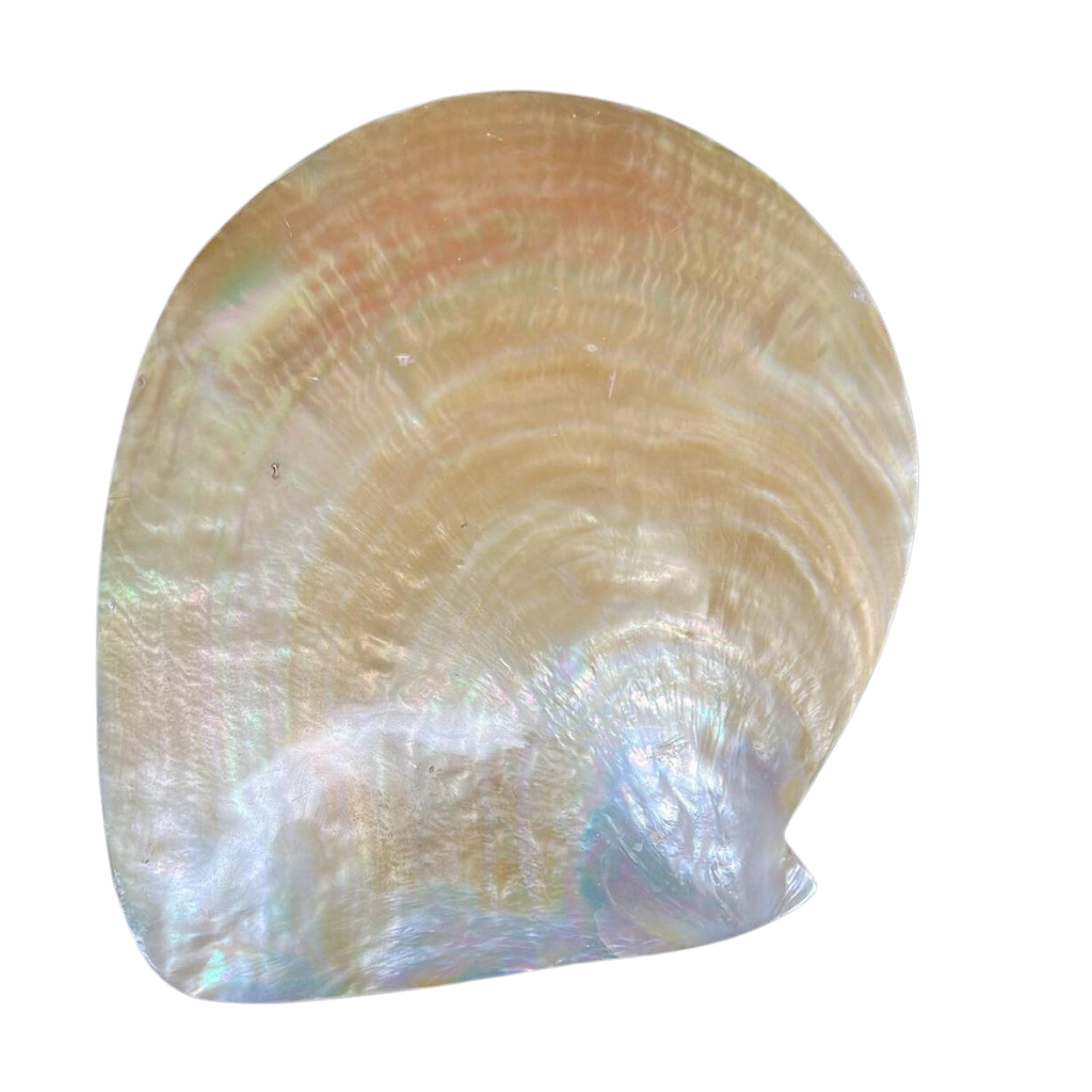 Large | Polished | Mother of Pearl | The Shell Connection