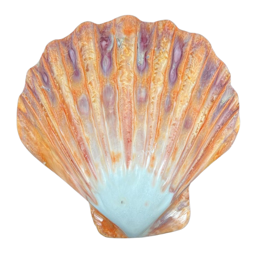 Orange | Polished | Lions Paw | The Shell Connection