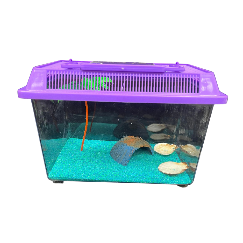 Hermit Crab Habitat | The Shell Connection