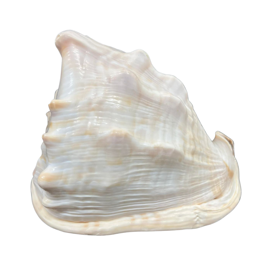 Queen | Helmet | The Shell Connection