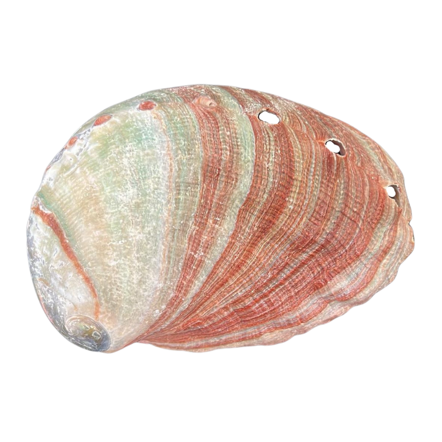 Red | Abalone | The Shell Connection