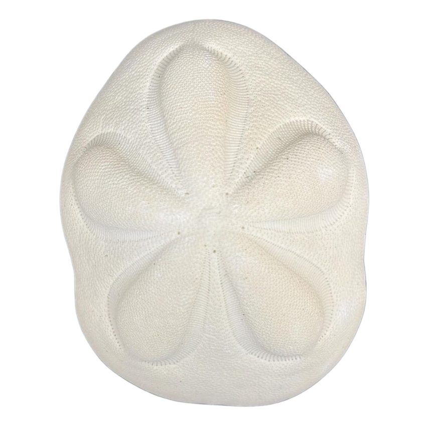 Sea Biscuit | Sand Dollar | The Shell Connection