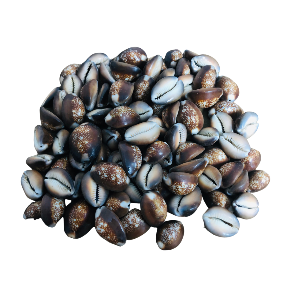 Snake Head | Cowrie | The Shell Connection