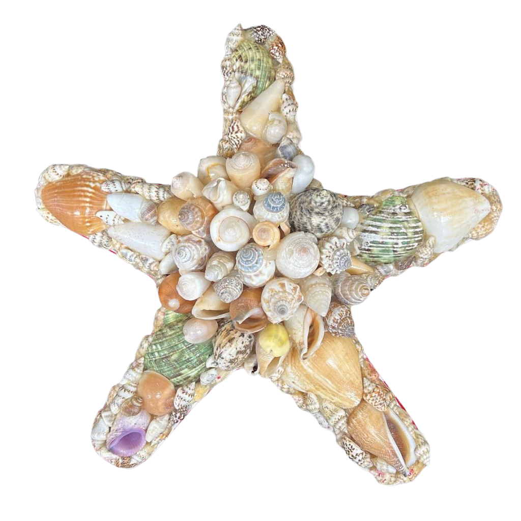Wall | Starfish | Assorted Shells | Novelty | The Shell Connection
