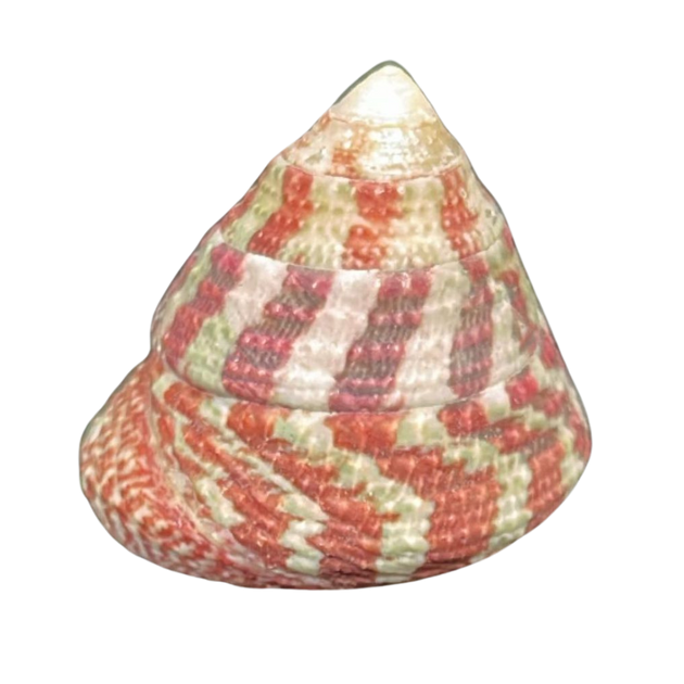 Strawberry | Trochus | The Shell Connection
