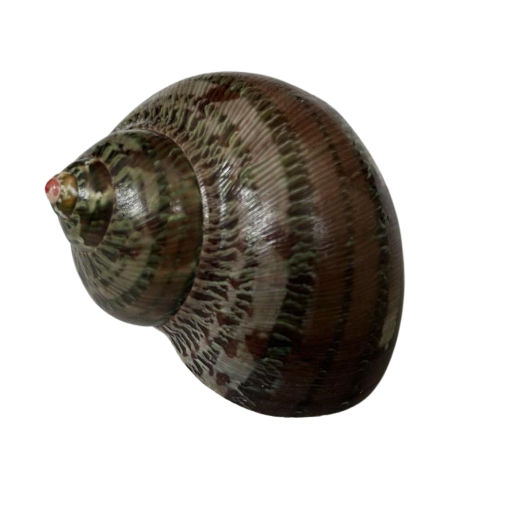 Tapestry | Turbo | The Shell Connection