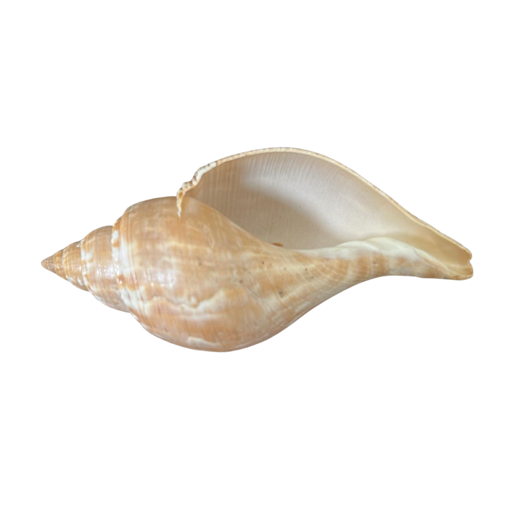 True Tulip Shell | The Shell Connection