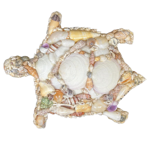 Wall | Turtle | Assorted Shells | Novelty | The Shell Connection