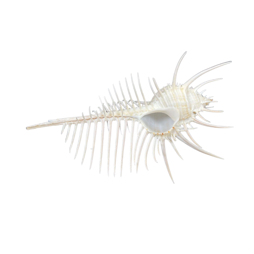 Venus Comb | Murex | The Shell Connection